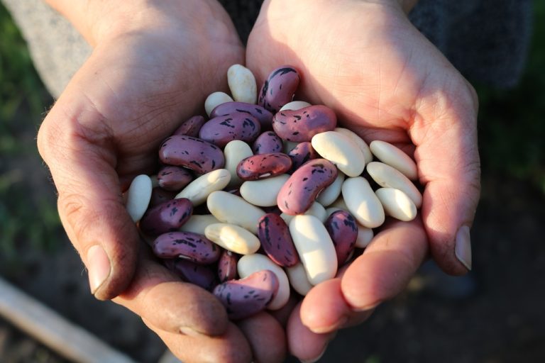Essential Amino Acid Profiles for All Common Beans | VegFAQs